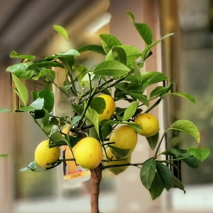 Limon Bonsai